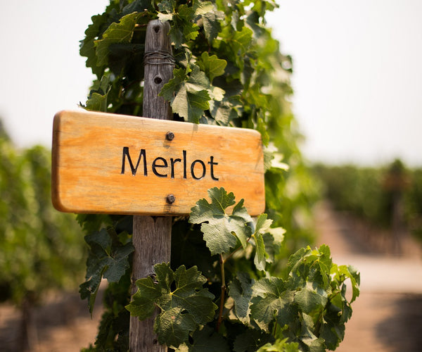 What Does Merlot Taste Like? Flavor Profiles Explained | Barbank